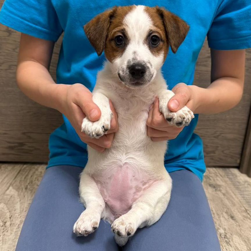 Джек-рассел-терьер, щенок