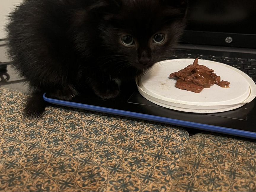 Котята в добрые руки уголек мальчик 1 мес