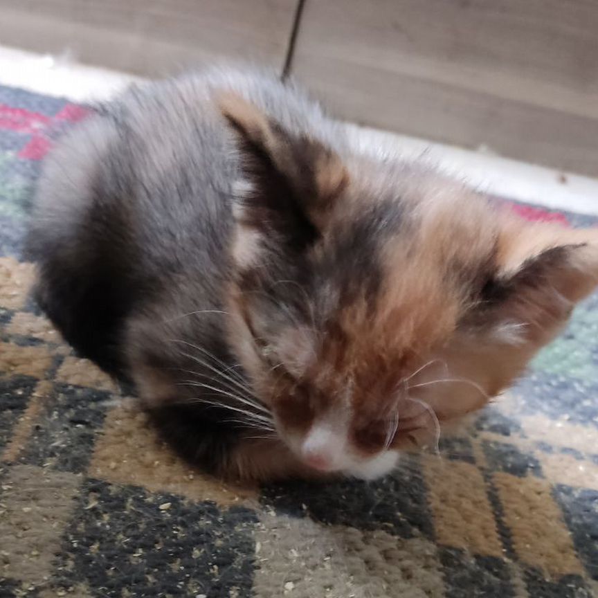 Котёнок в добрые руки