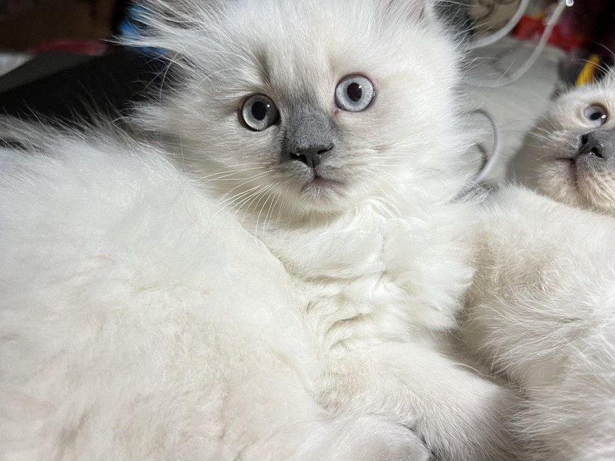 Шотландский котенок девочка (котенок)