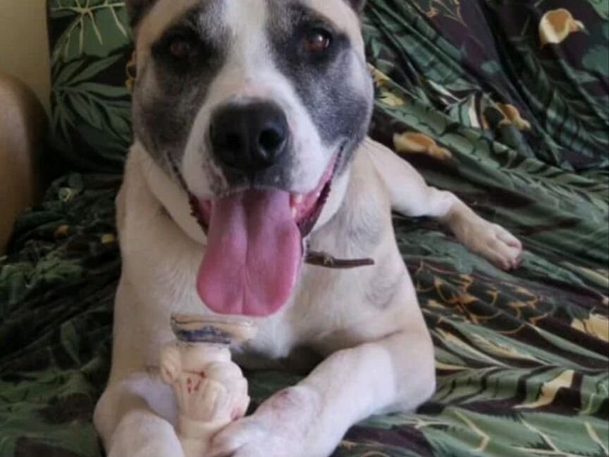 Собака в добрые руки