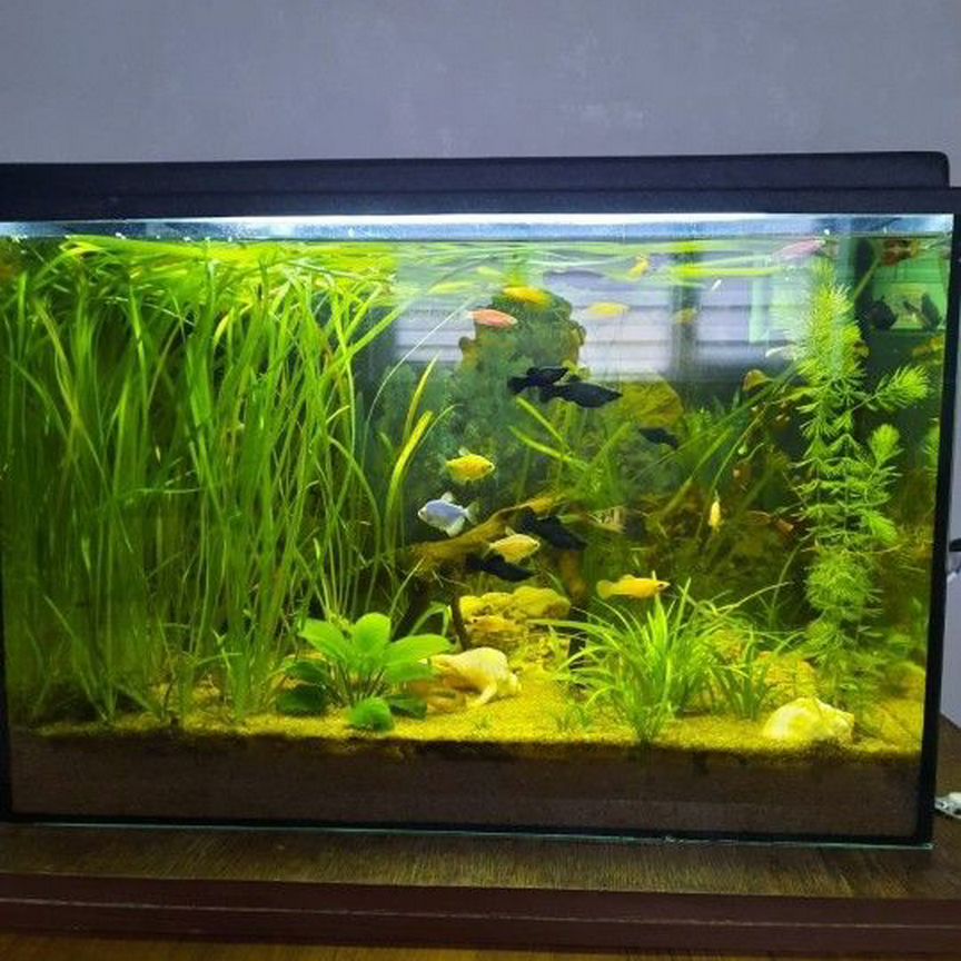 Водоросли для аквариума