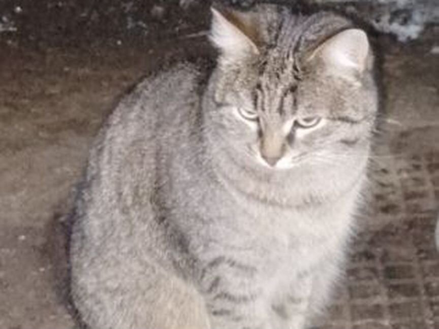 Кошки в добрые руки