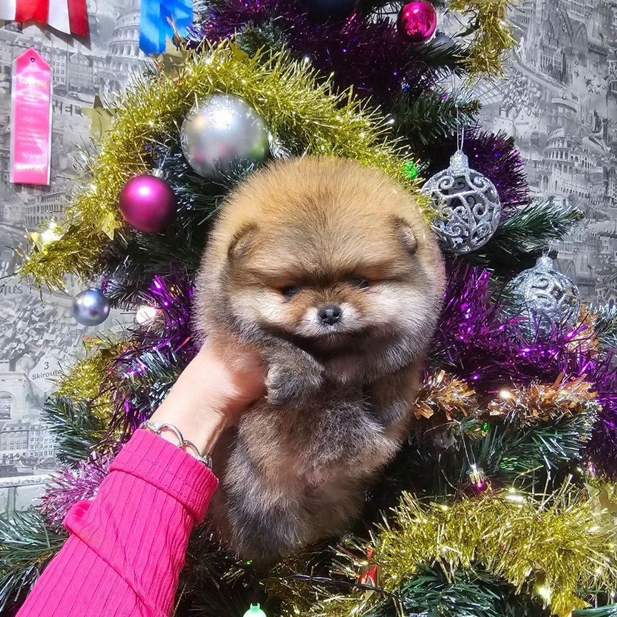Померанка девочка шпиц)