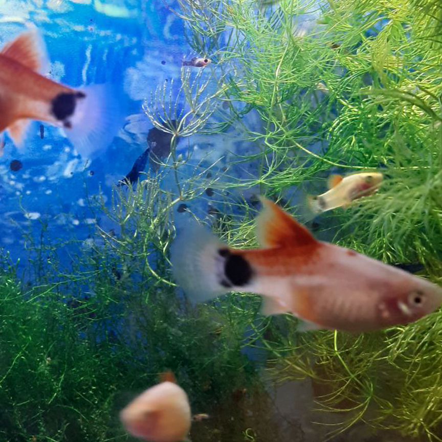 Пецилии, Микки маус,мальки