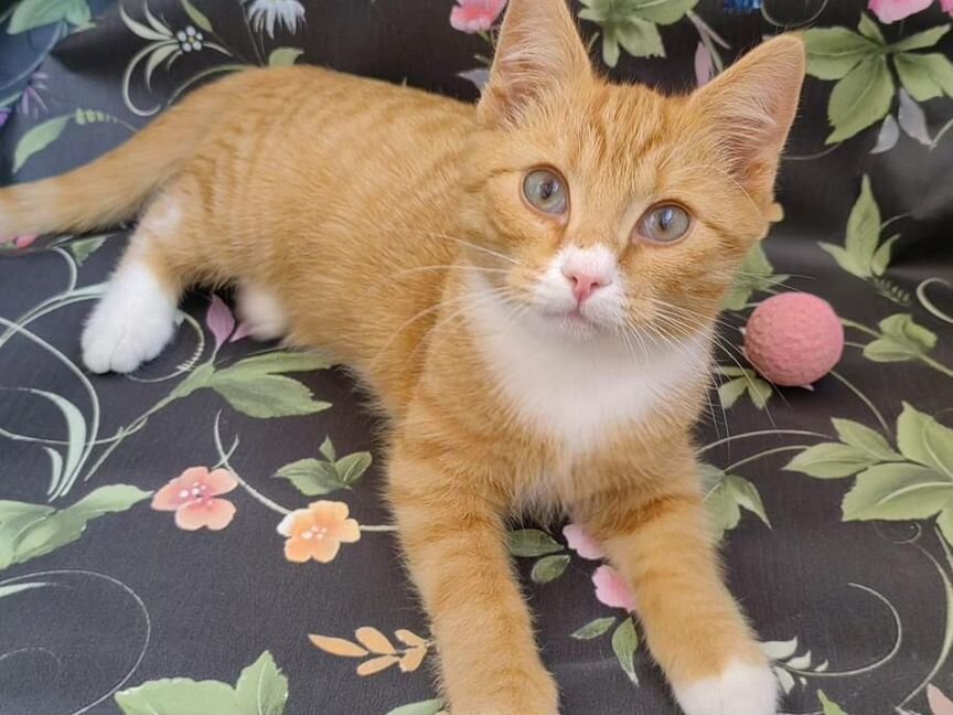 Рыжий котенок в добрые руки