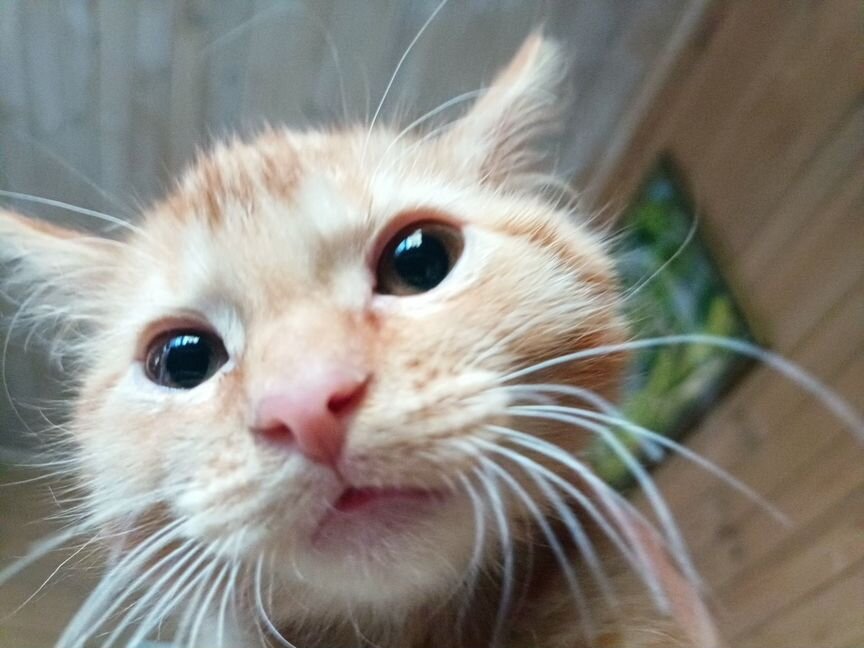 Отдам в ответственные руки котенка