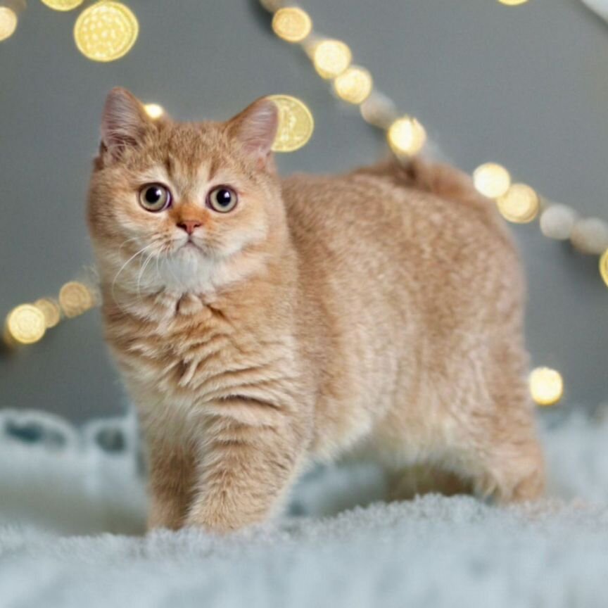 Британские котята