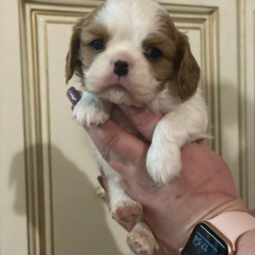 Кавалер кинг чарльз