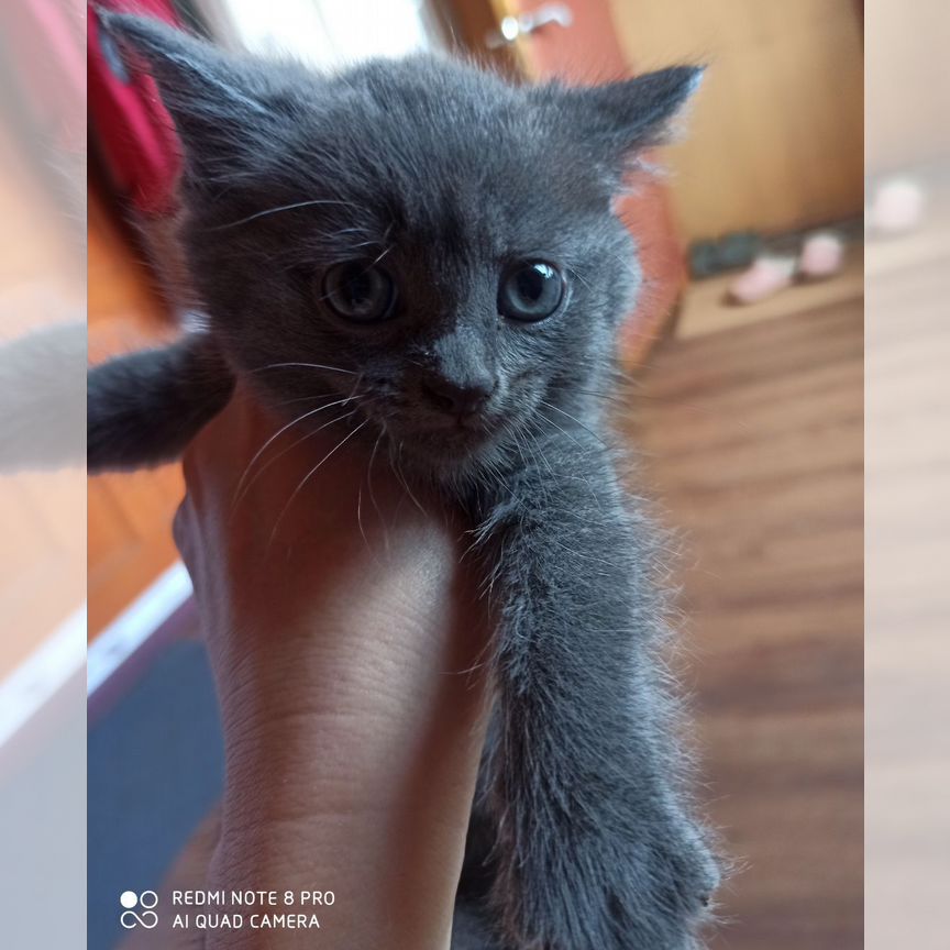 Котенок мальчик