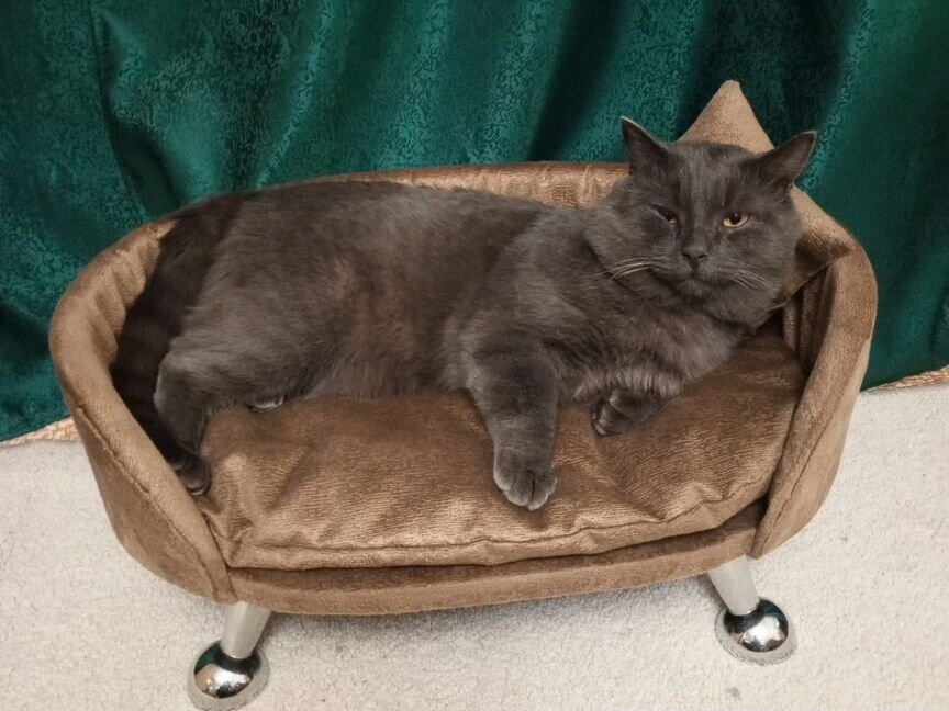 Лежанка для кошек