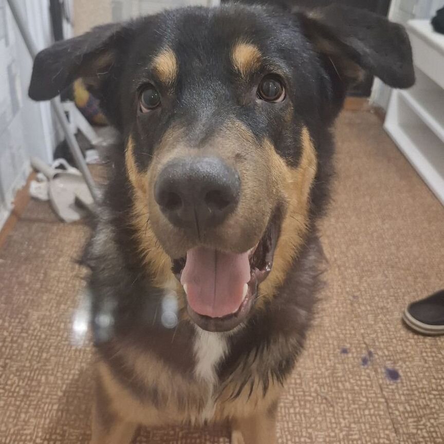 Продаю собачку