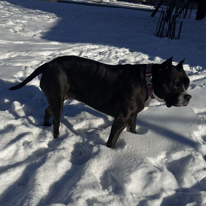 Американский стаффордширский терьер, взрослая собака