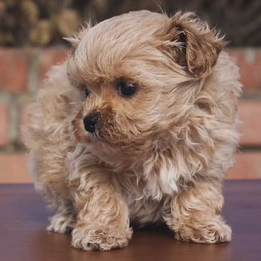 Мальтипу, щенок