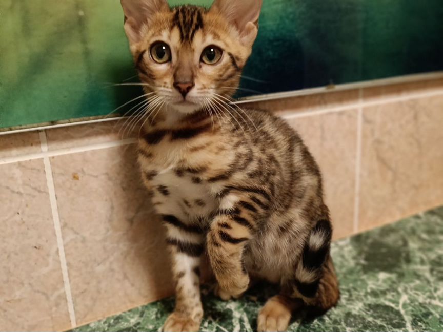 Бенгальские котята