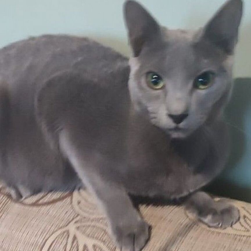 Русский голубой котёнок