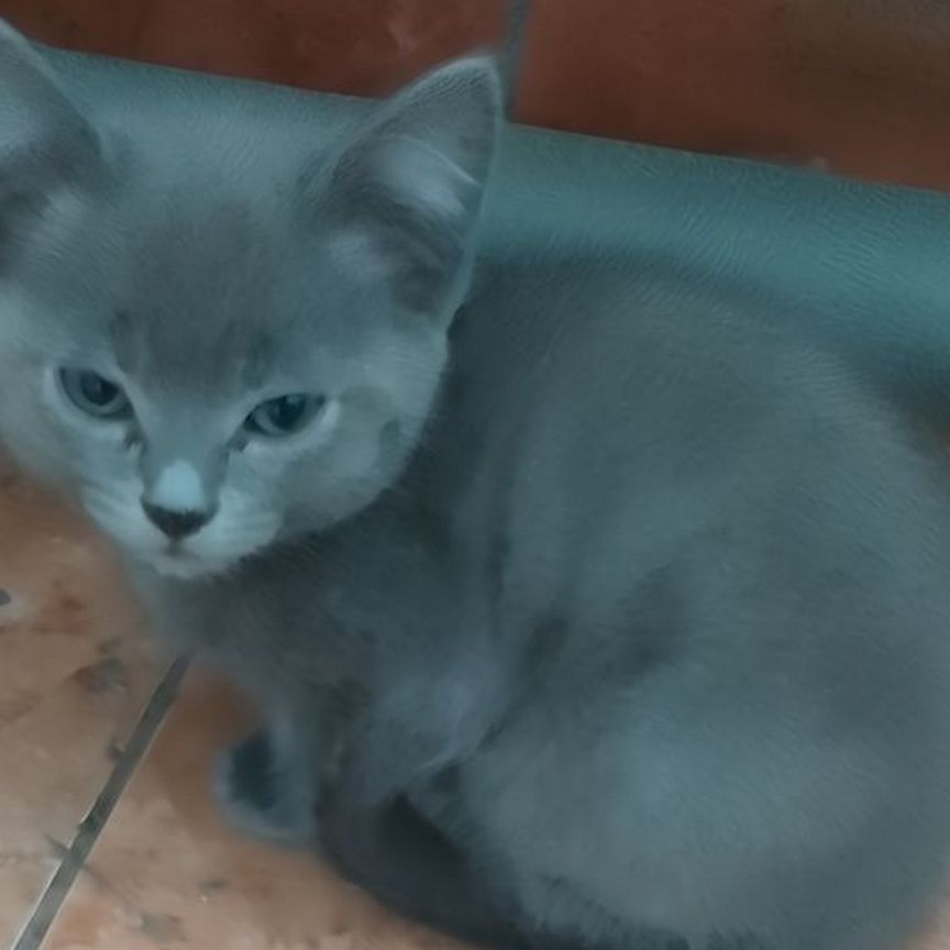 Британский короткошёрстный котёнок