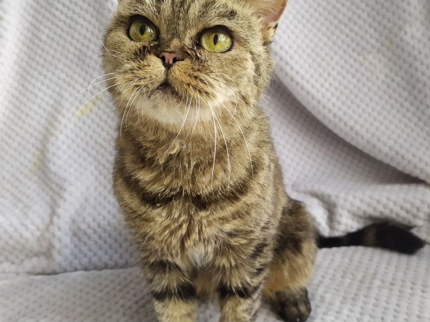 Кошка Экзот в дар