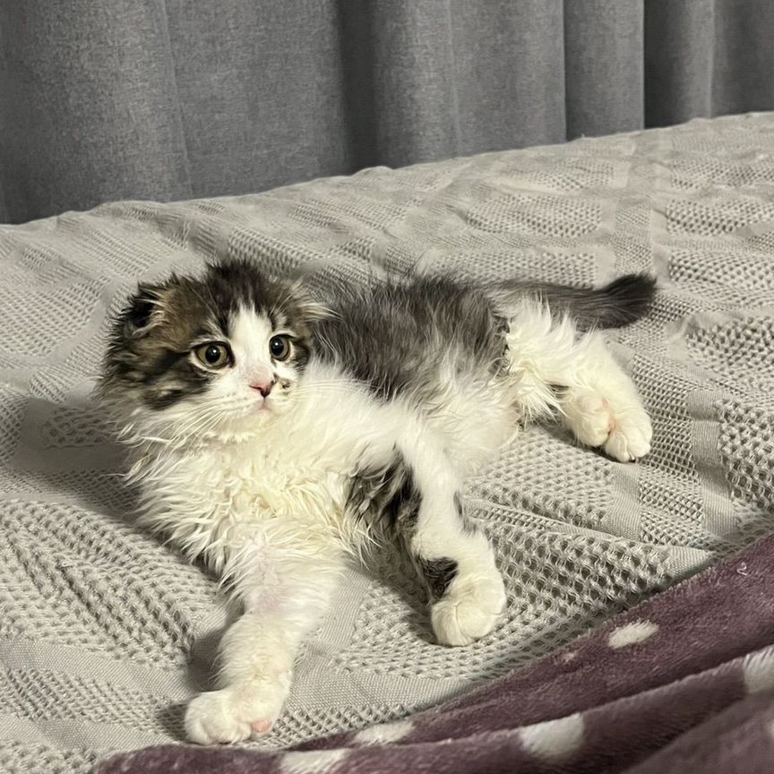 Котенок 2 месяца девочка