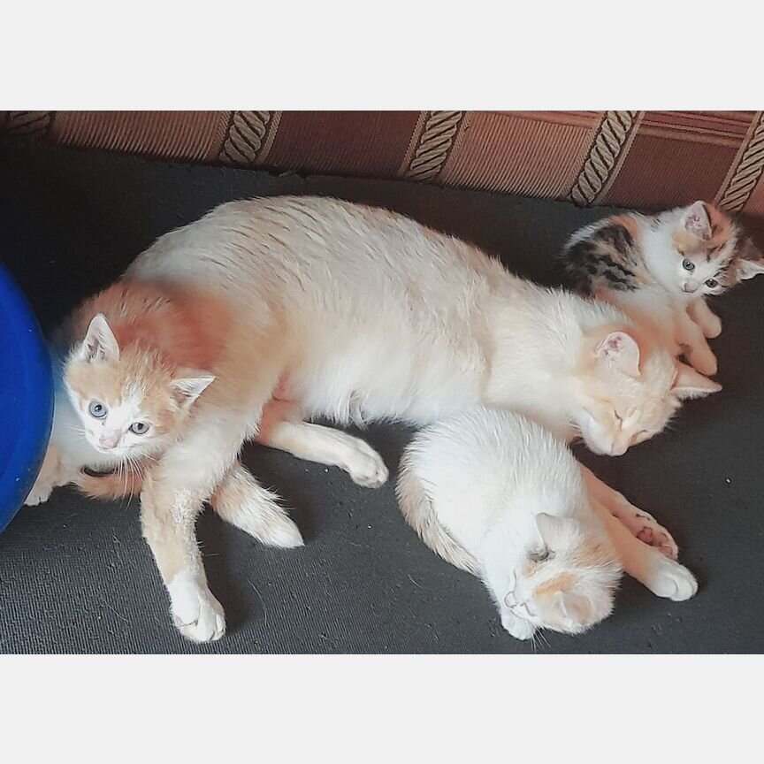 Отдам котят