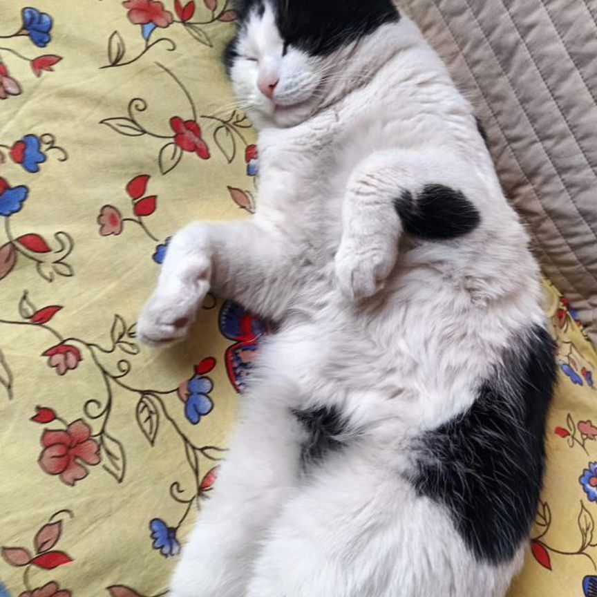 Котик 2 года