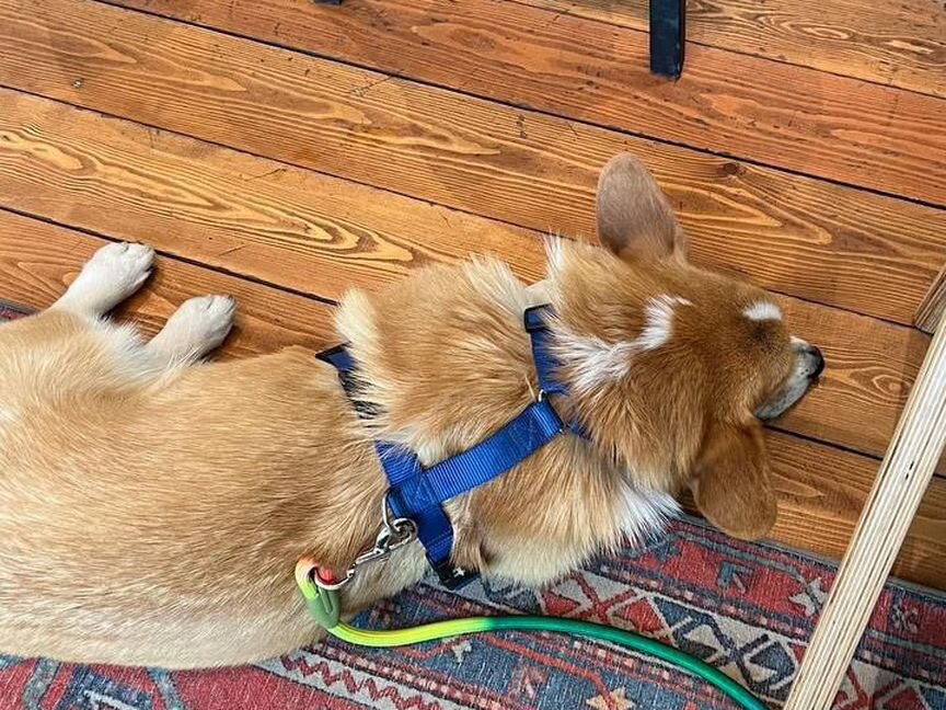 Шлейка шарик дог