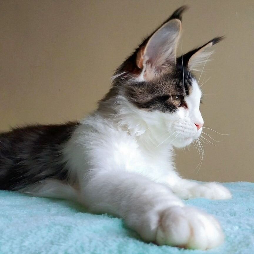 Котята мейн-кун