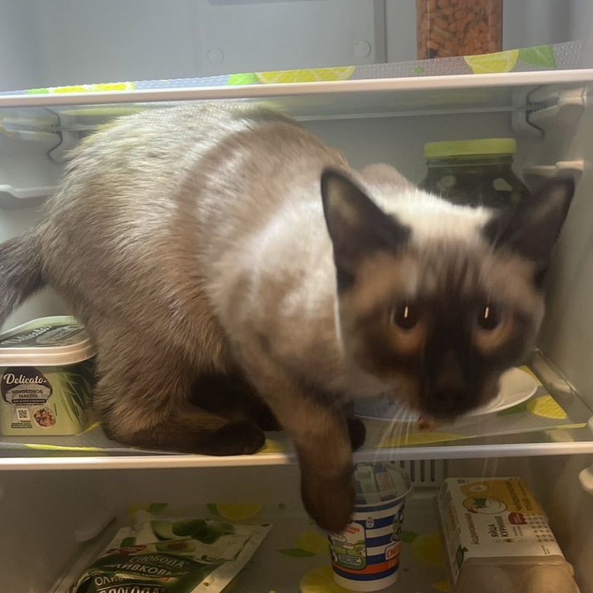 Тайский кот, вязка