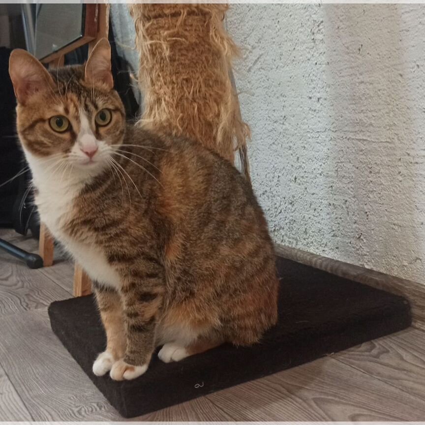 Кошки в добрые руки