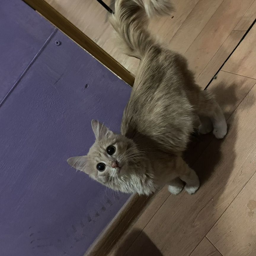 Шикарный котенок в добрые руки