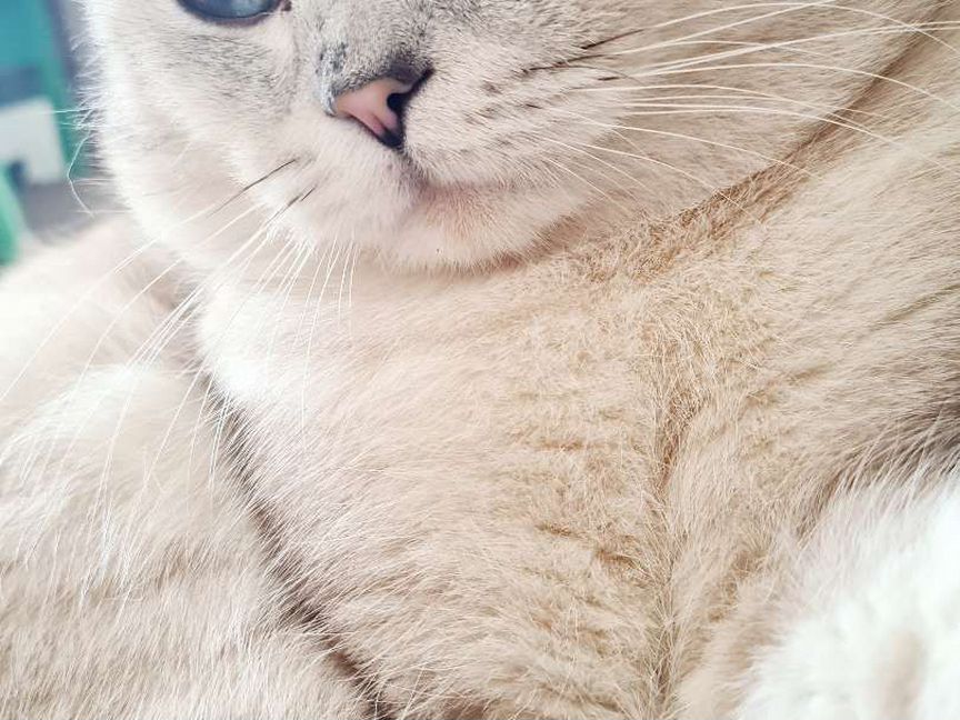 Шотландский кот вязка