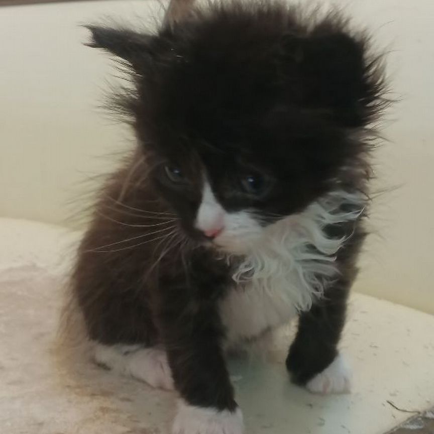 Котенок, девочка 1 мес