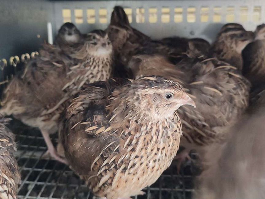 Перепела-несушки