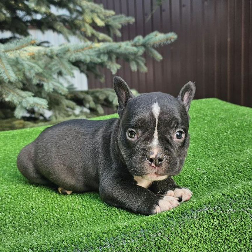 Американский булли несколько пометов