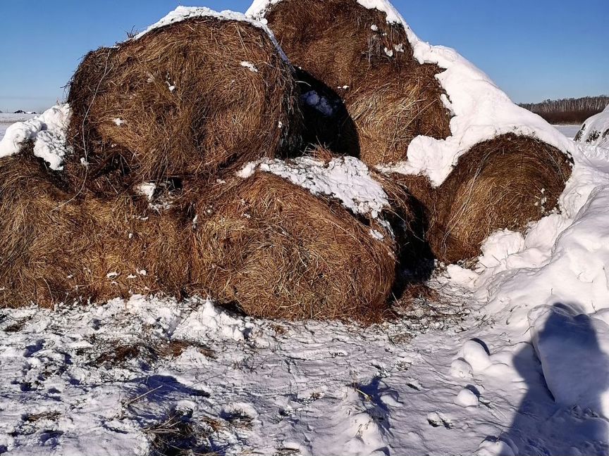 Продам сено в рулонах