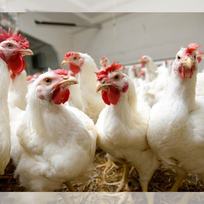 Выращиваем Настоящего домашнего бройлера курицу