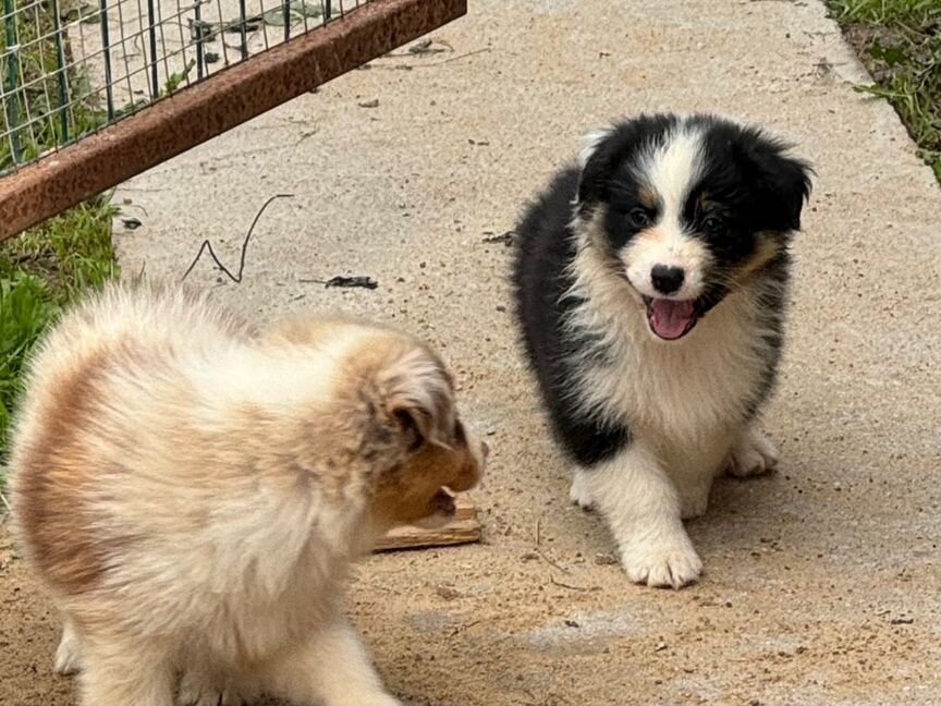 Австралийская овчарка