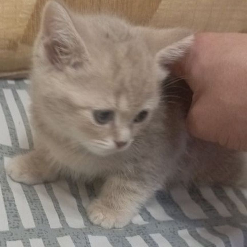 Британский короткошёрстный котёнок