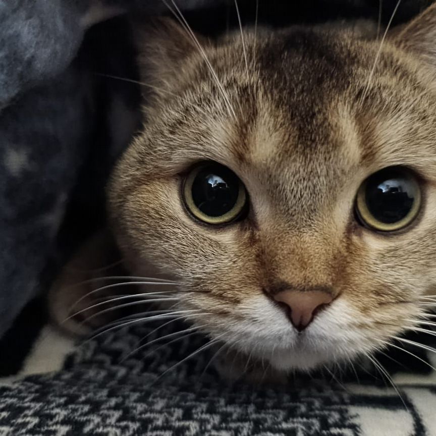 Котики бесплатно