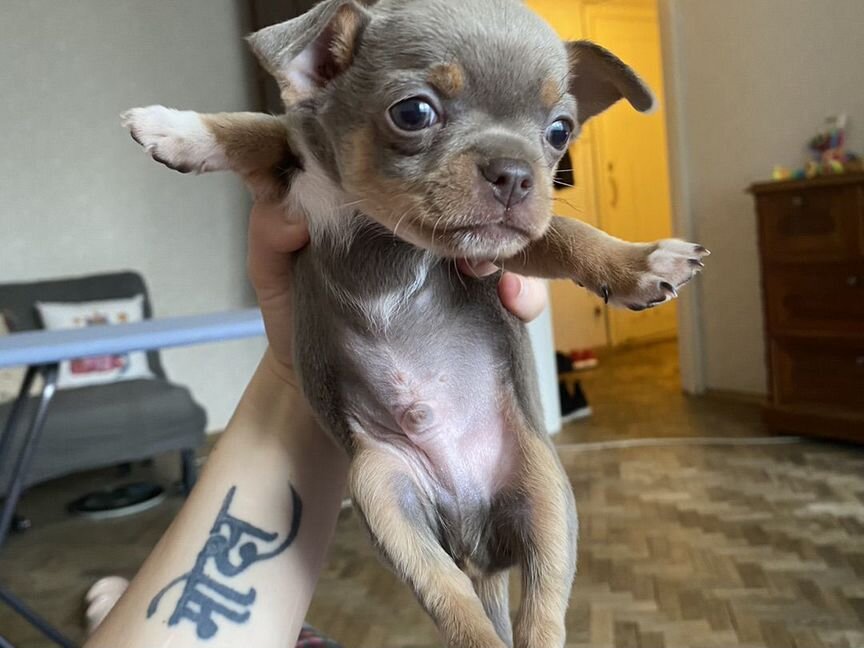 Щенок чихуахуа 1,5 месяца (мальчик)