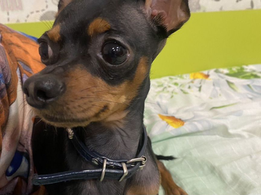 Той-терьер вязка