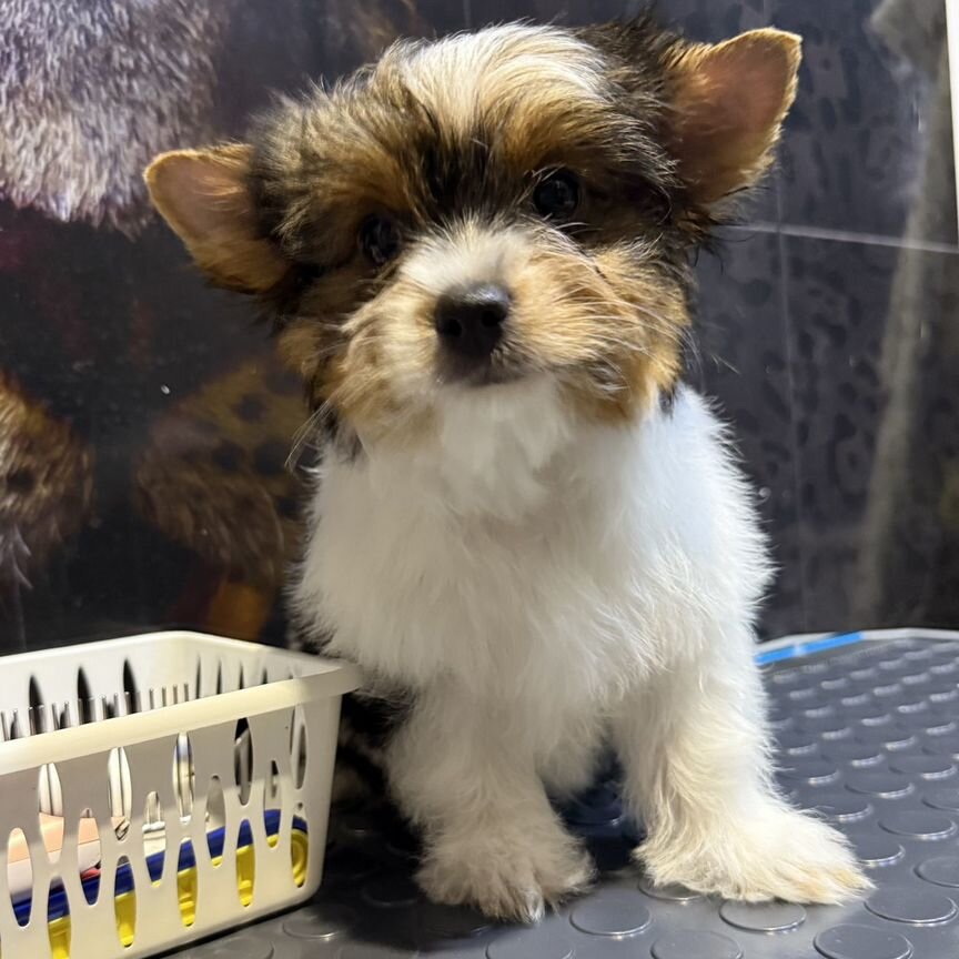 Бивер-йоркширский терьер, щенок