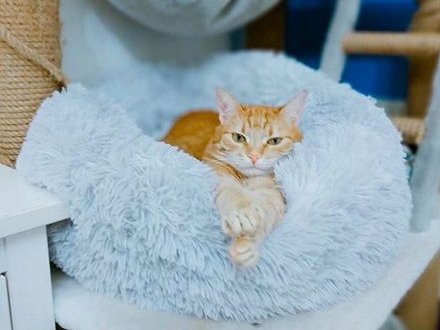 Кроватка для кошек