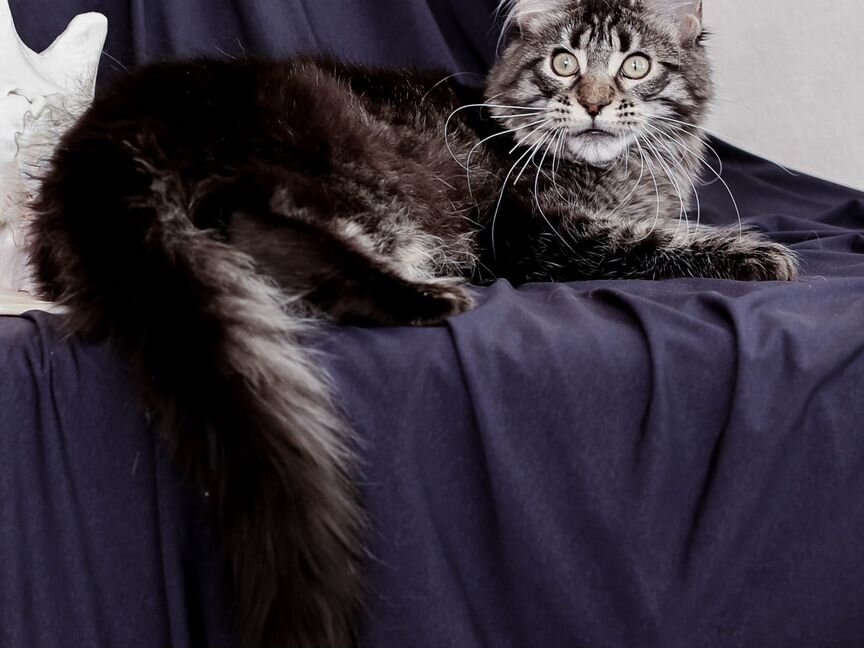 Девочка Мейн-Кун лесного окраса