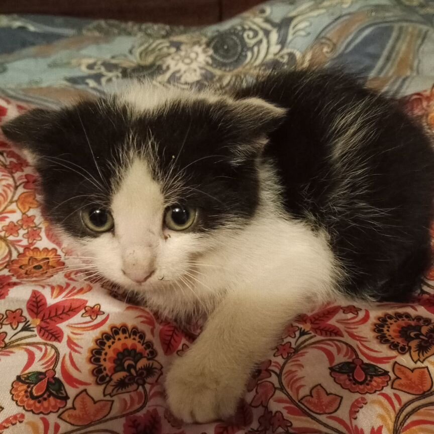 Симпатичный котёнок В поисках дома