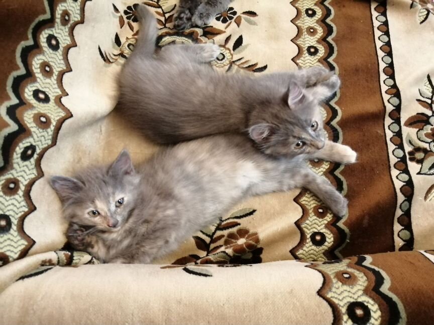Кошечки от мамы-нибелунга
