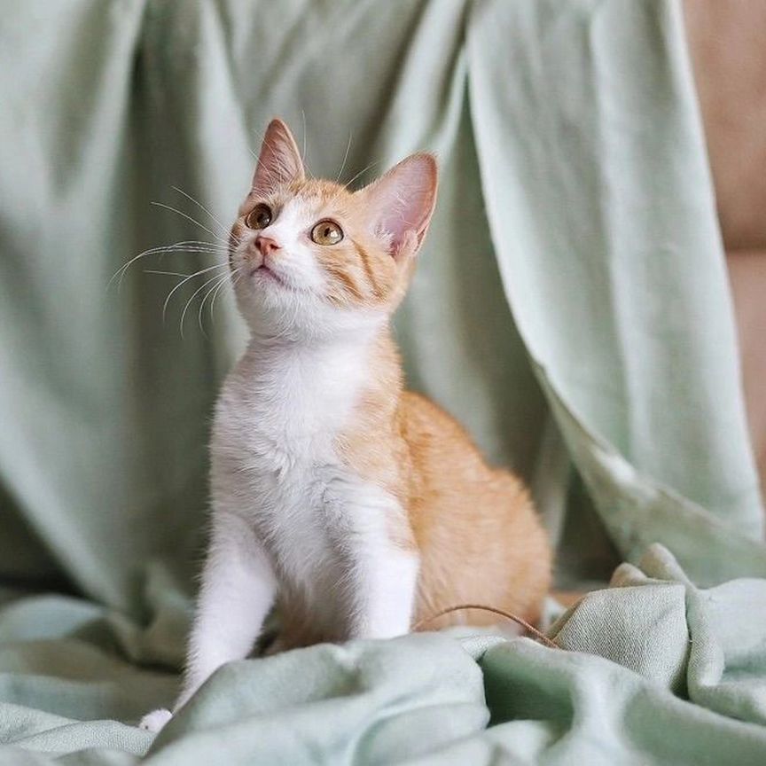 Кошки в добрые руки