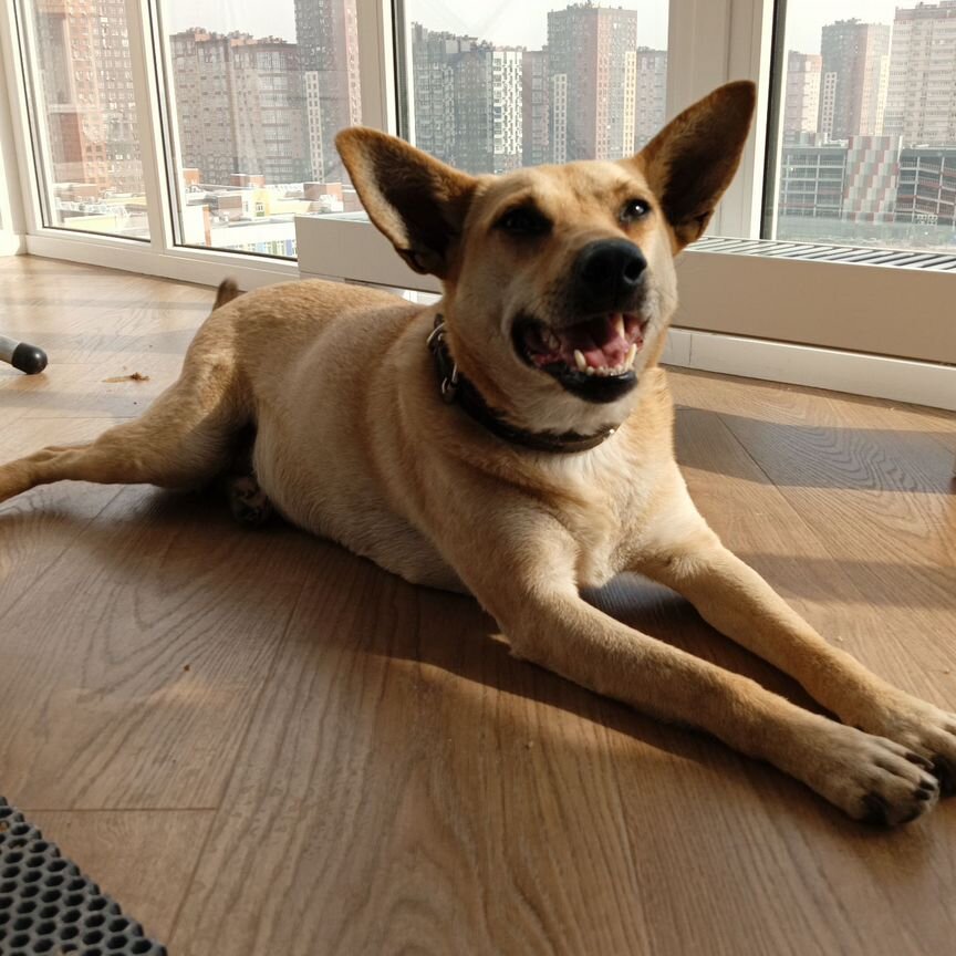 Не большая собака в добрые руки