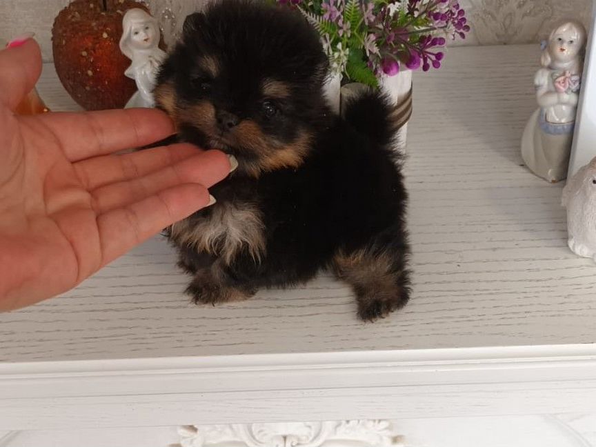 Супер мини эксклюзив померанский шпиц