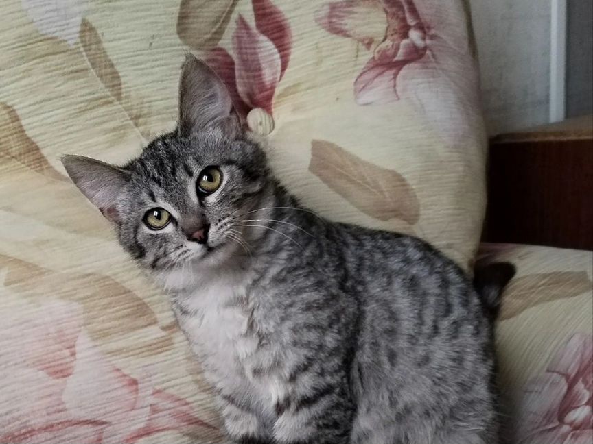 Кот